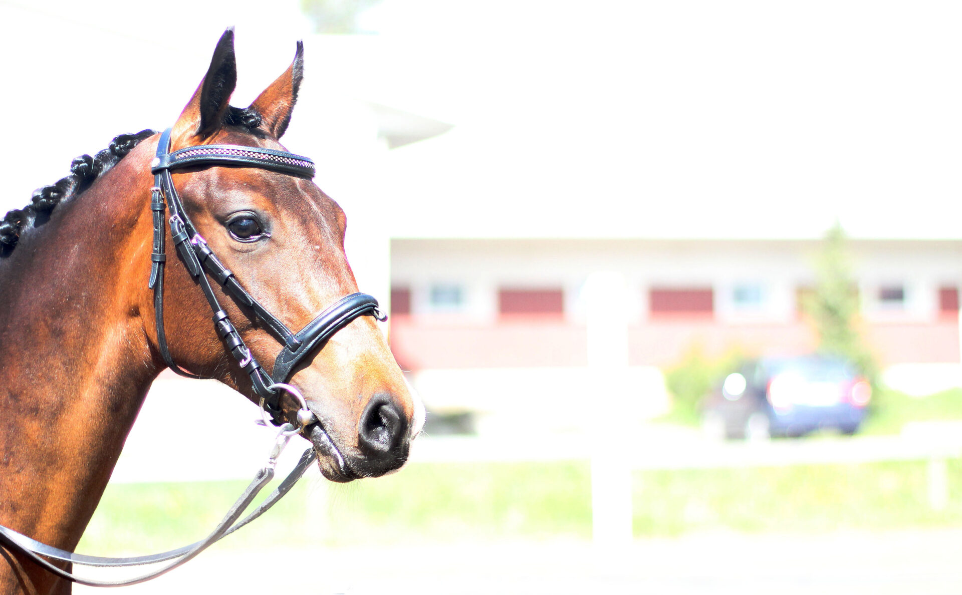 Ratsu- ja ponirotujen näyttelypaikkahaku vuodelle 2024 on avoinna - Hippos