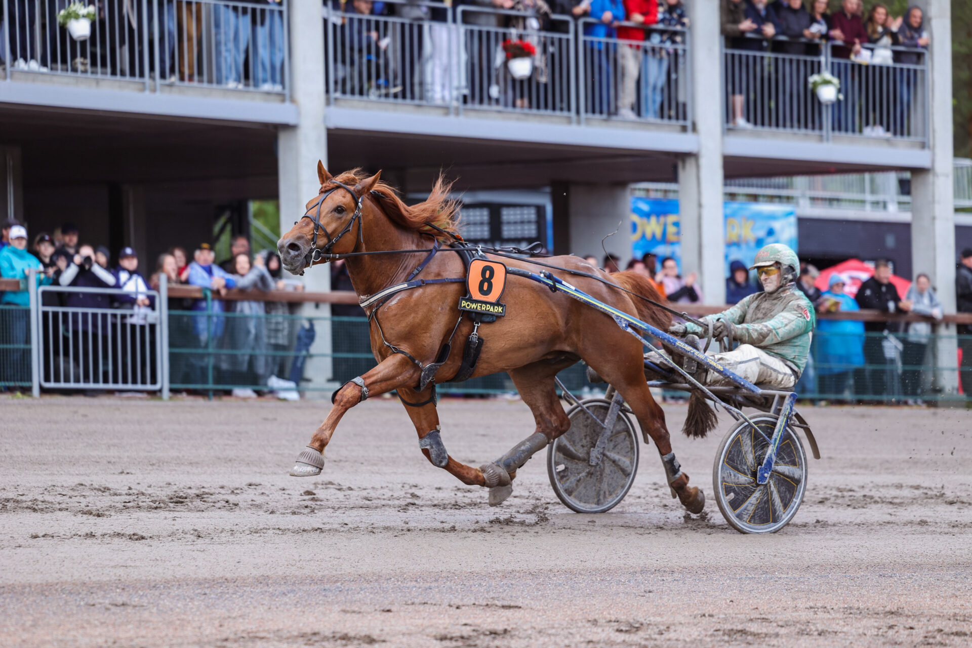 Ravikuningas V.G. Voitto on nyt myös Nordic King – Callela Nelson ...