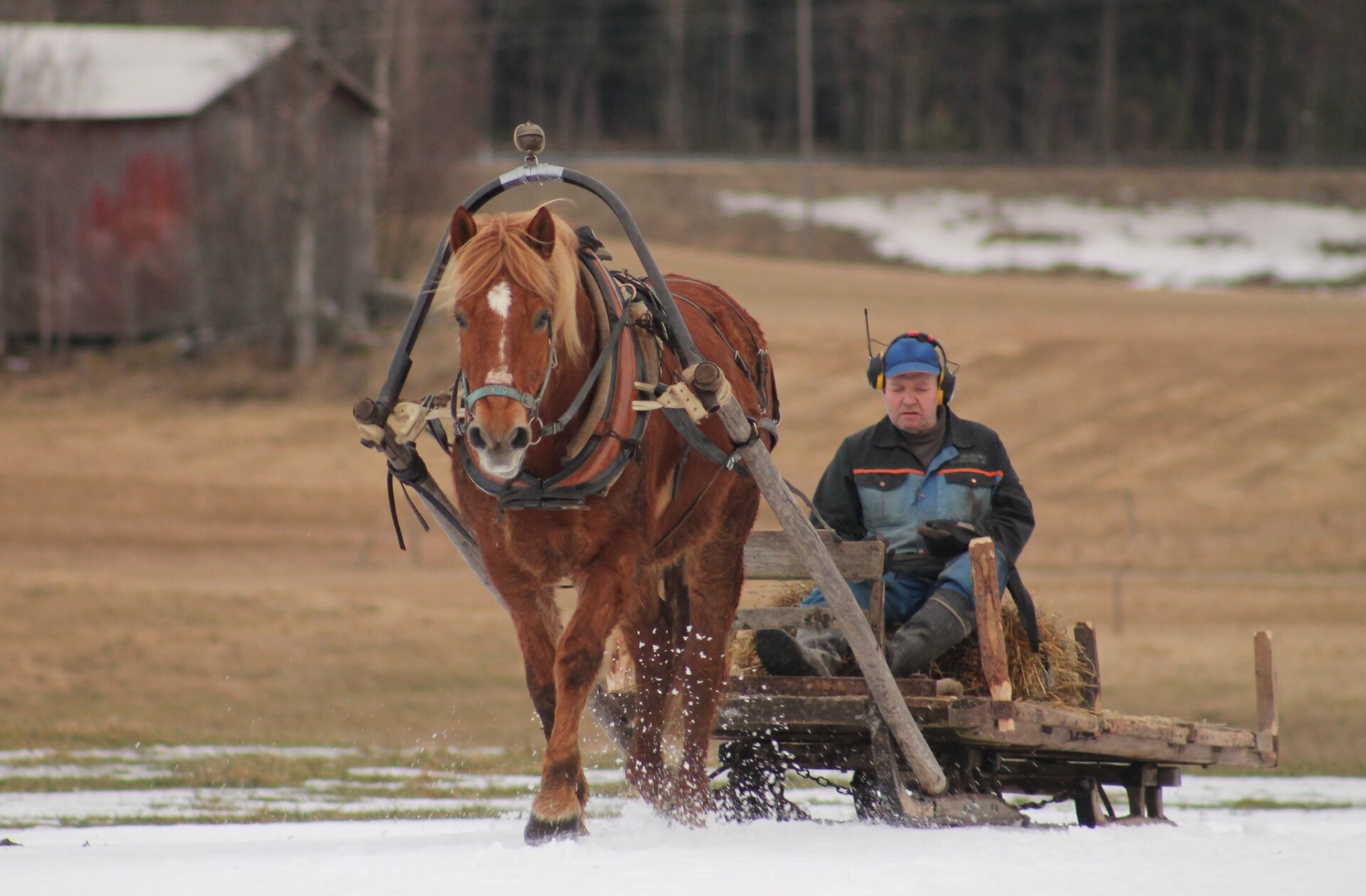 Työhevosten SM-titteli ratkaistaan lauantaina – lue ...